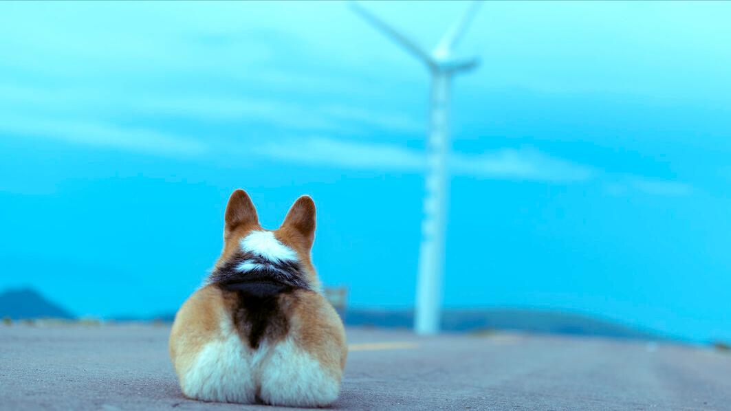 Corgi's fat ass is cute after the tail dock, but do you know why Corgi ...