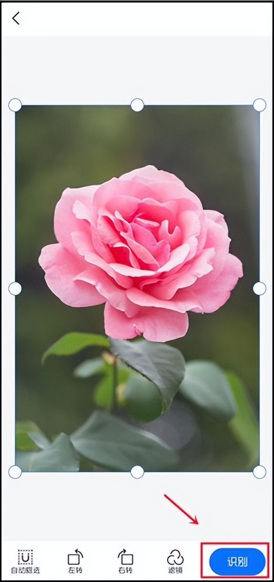 How to identify plants and flowers with a mobile phone?Easy way to ...
