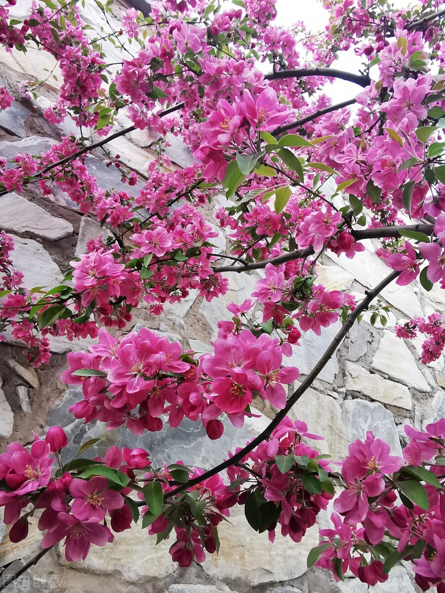 The enthusiastic ruby begonia flower has a colorful scene of its own ...