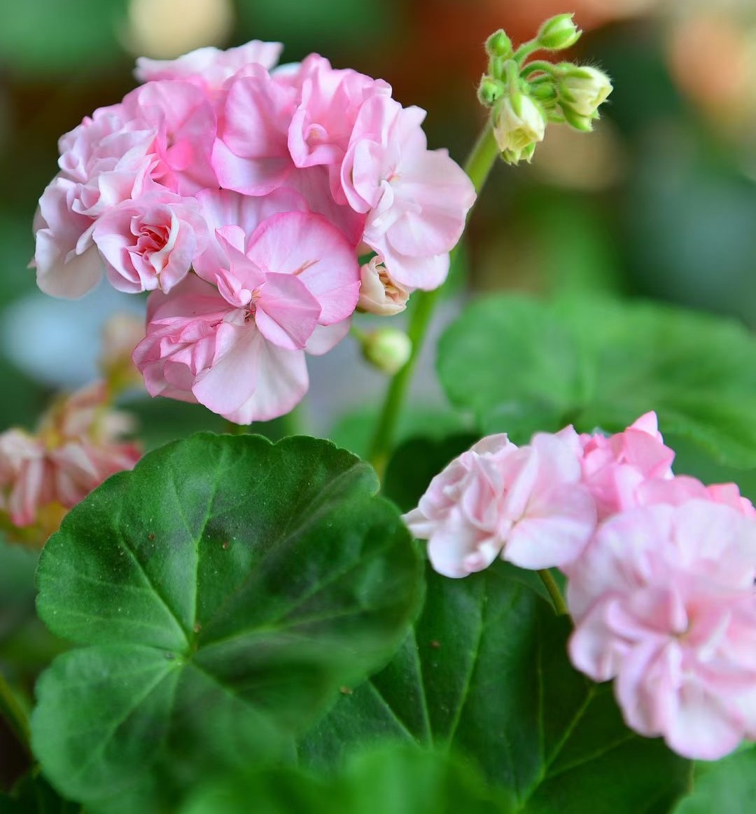 3 kinds of "ordinary and amazing" small flowers, simple and easy to ...