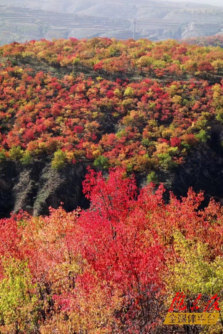 "Meitu Qingyang" Golden Autumn Love "Drunken" Beautiful Autumn Scenery ...