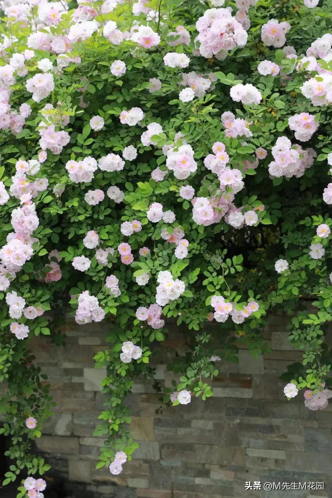 Choose a climbing vine rose and decorate your doors and windows - iNEWS