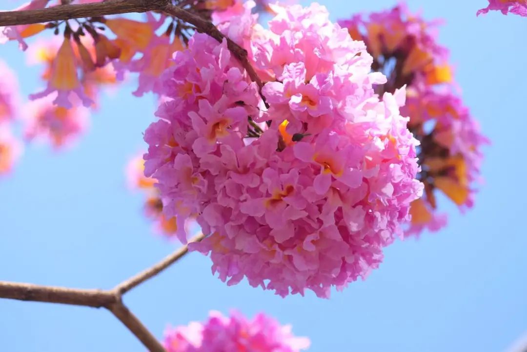 The cherry blossom season in Malaysia is here - iNEWS