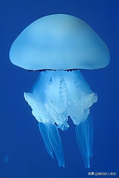 [The whole series of animal kingdom] Ring jellyfish suborder - root ...