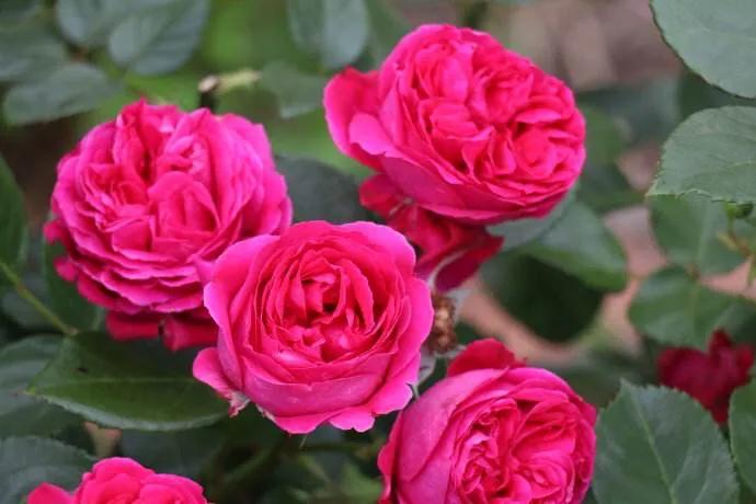 Bright and eye-catching red Lonza gemstone rose - iNEWS