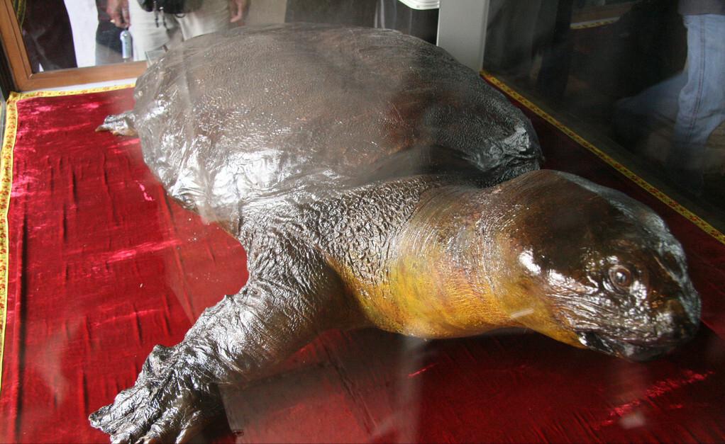 In Vietnam Museum, there are specimens of "God Turtle" for thousands of ...