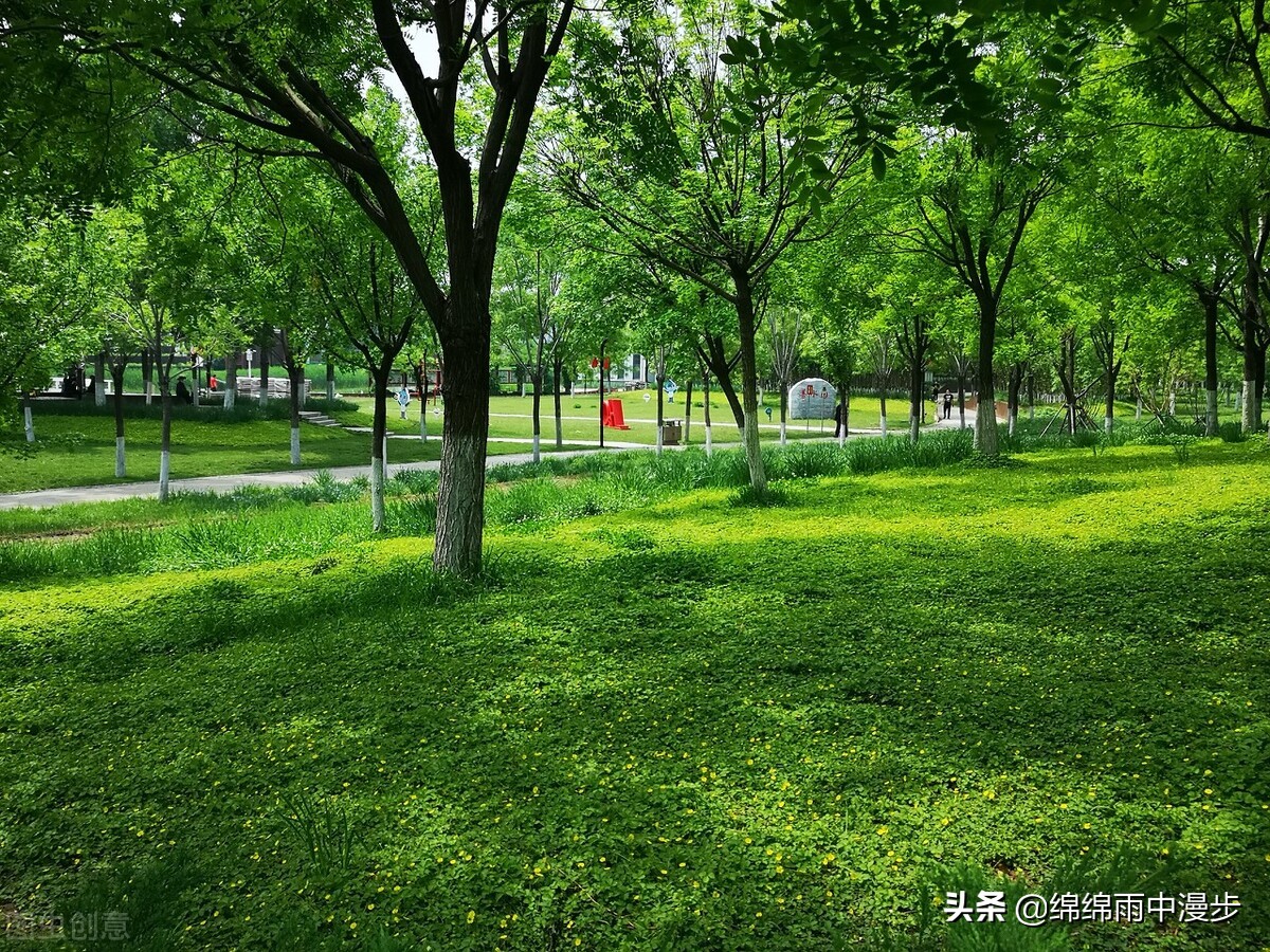 Bridge Park, Tianjin's largest man-made ecological wetland park, the ...