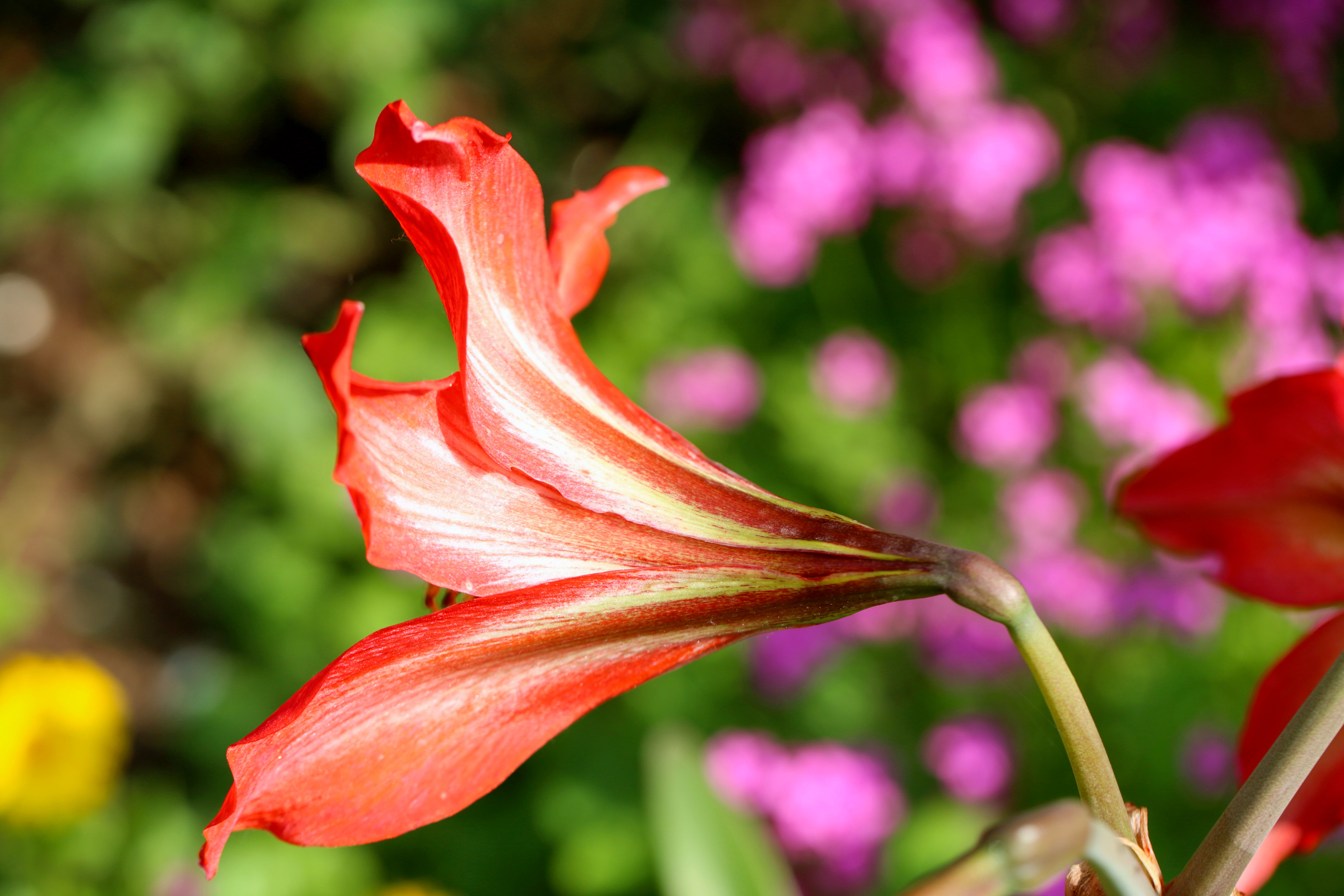 Bright red Hippeastrum - iNEWS