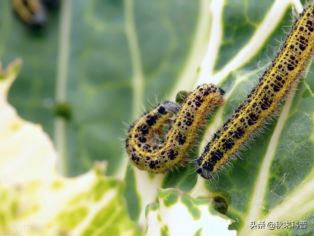 Inventory of the 10 most harmful insects to humans: mosquitoes and ...