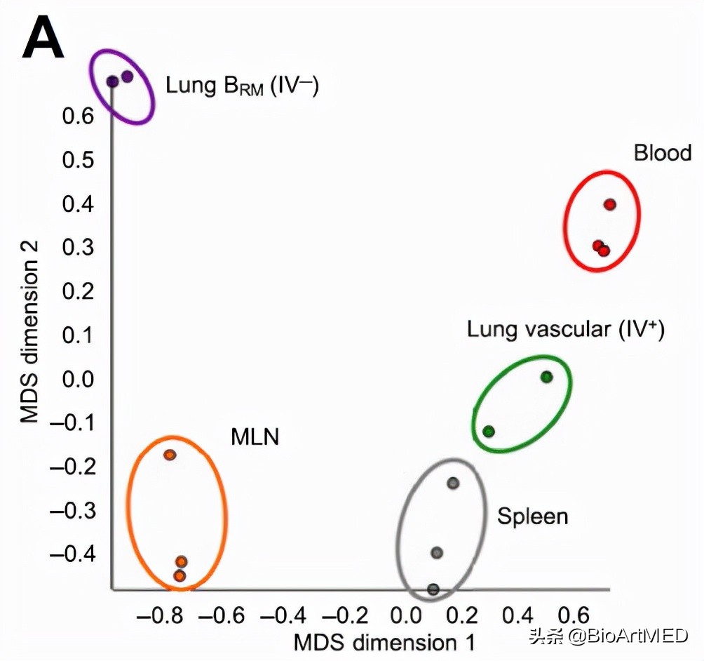'Infection-fighting' lung-resident memory B cells have distinct ...