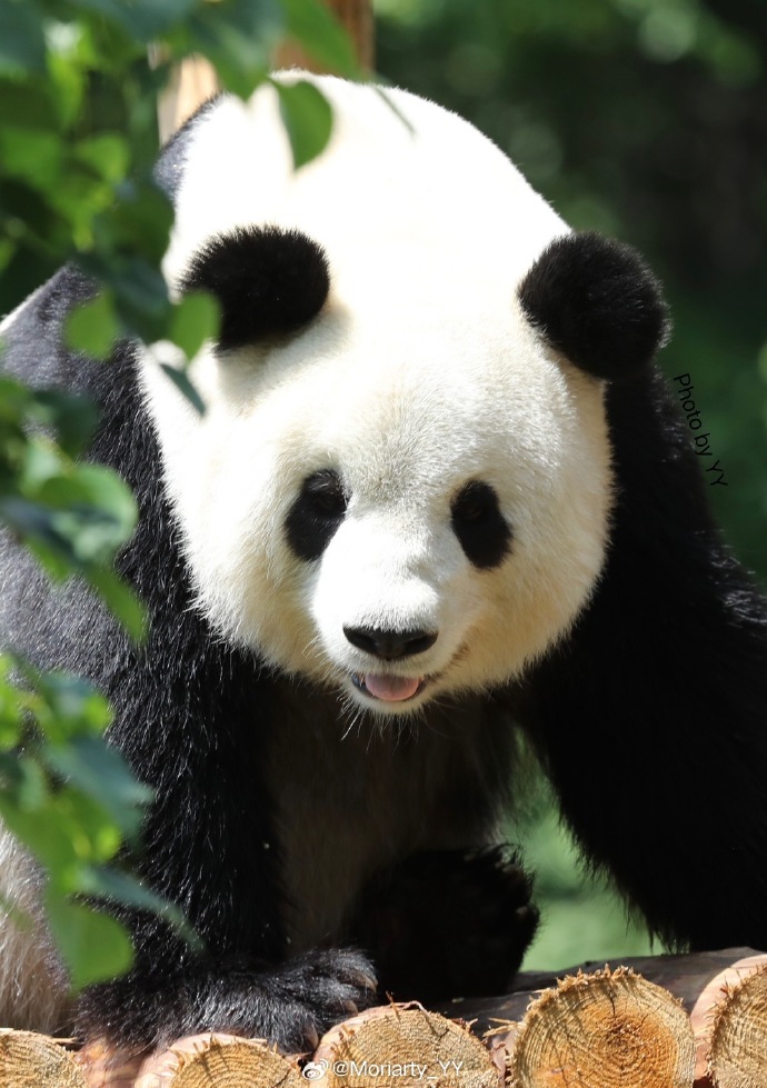 "Southern Scarlett North Two Fatty" Scarlett ~ Known as "Smiling ...