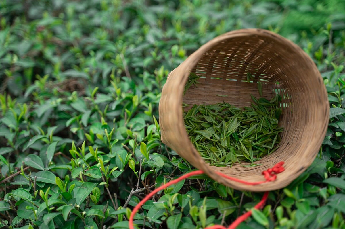 "Mingqian tea is as expensive as gold", the most tender West Lake ...