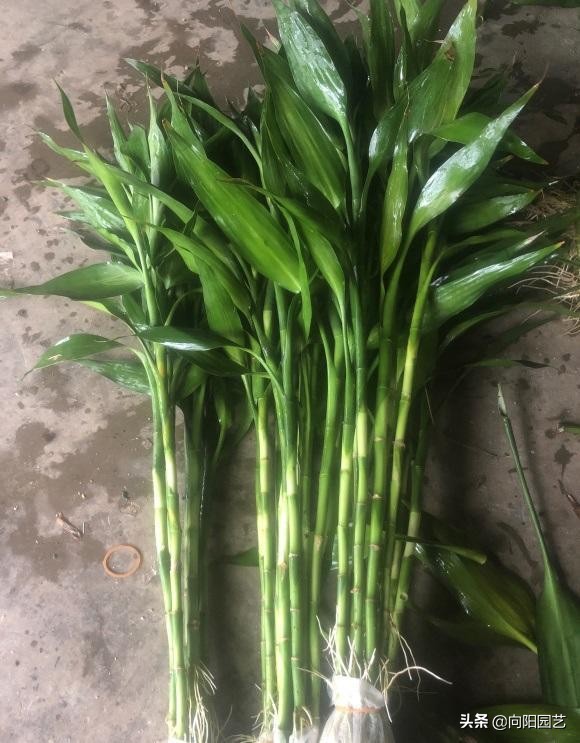 I bought lucky bamboo and wanted it to grow roots quickly. I dropped a ...