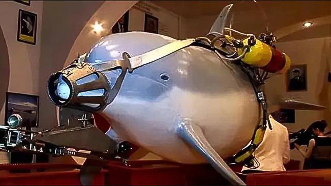 The United States is training dolphin troops again?Dolphins trained as ...