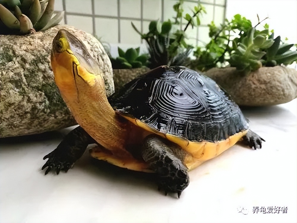 May I ask, where do you get your turtles now, is it reliable? - iNEWS