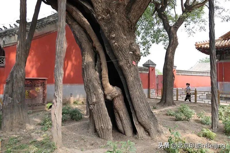 There are more than 7,000 ancient and famous trees on the central axis ...