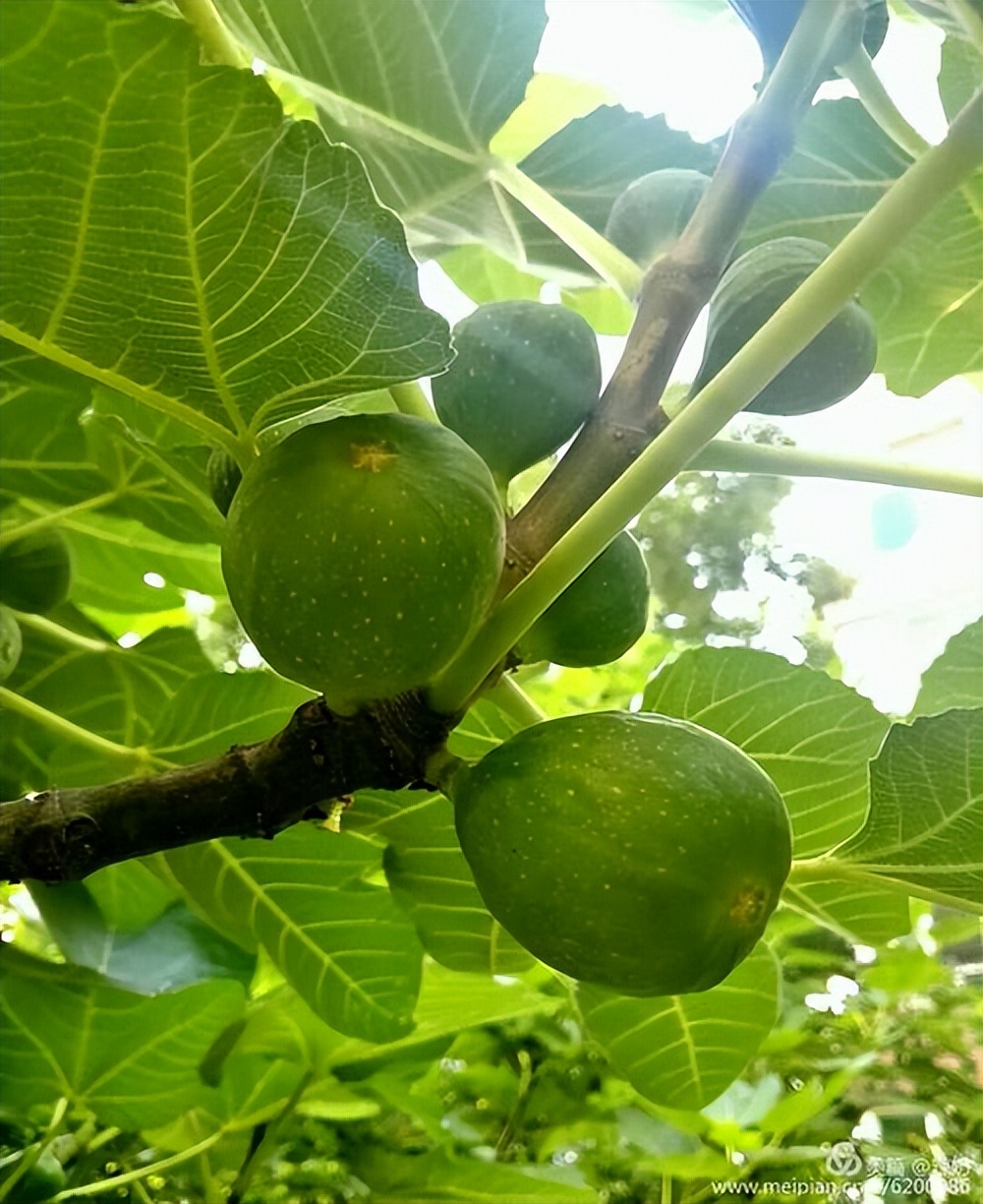 After living for more than 30 years, I now know that "figs" still have ...