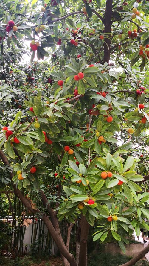 What kind of fruit tree is bayberry - iNEWS