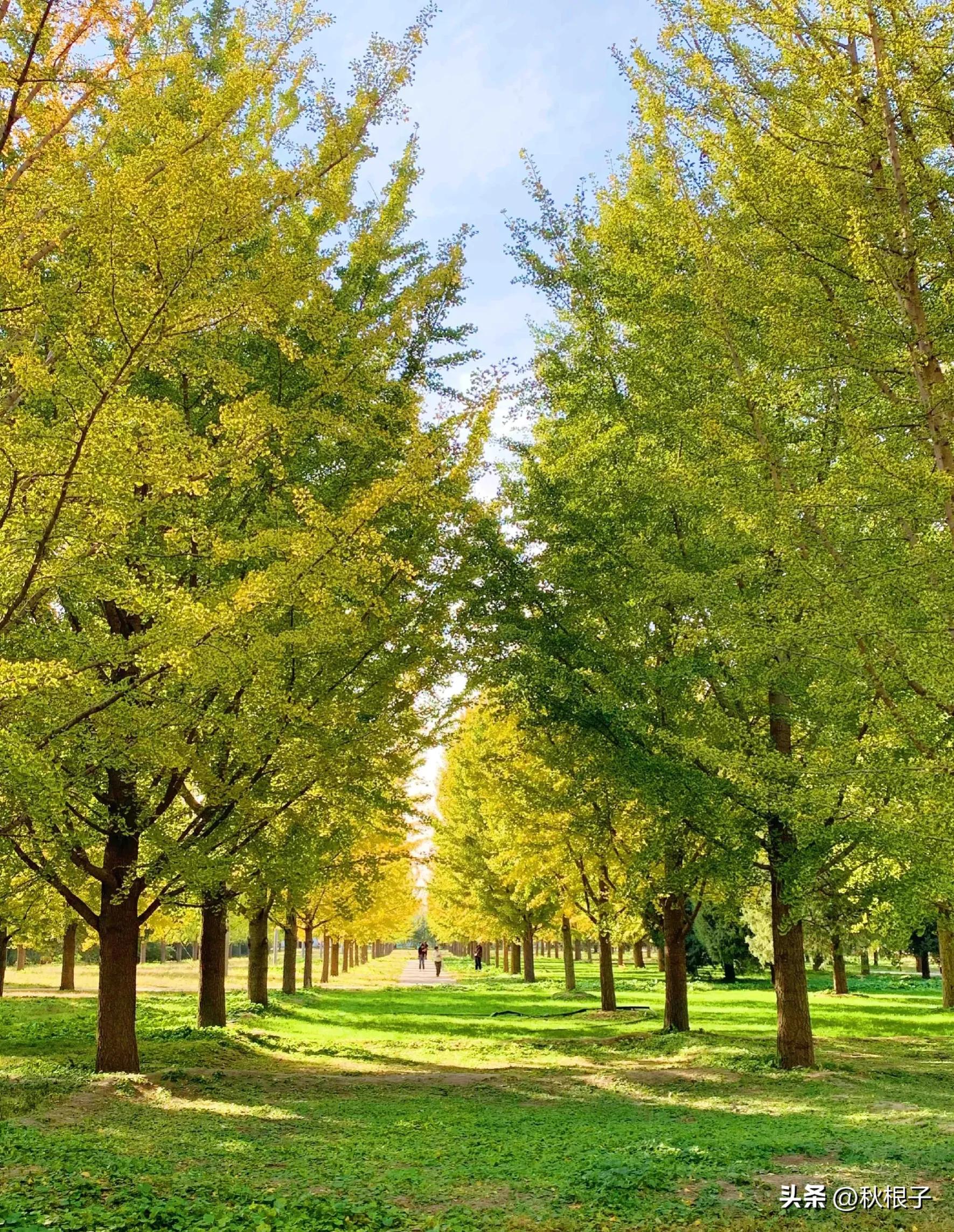 Male and female flowers of ginkgo tree - iMedia