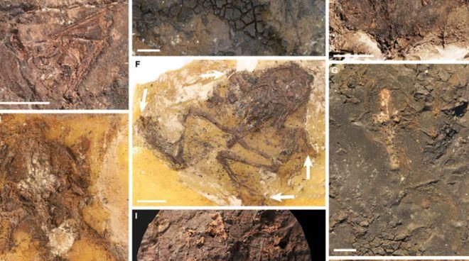 Hundreds of frogs drowned during mating, turned into fossils after 45 ...