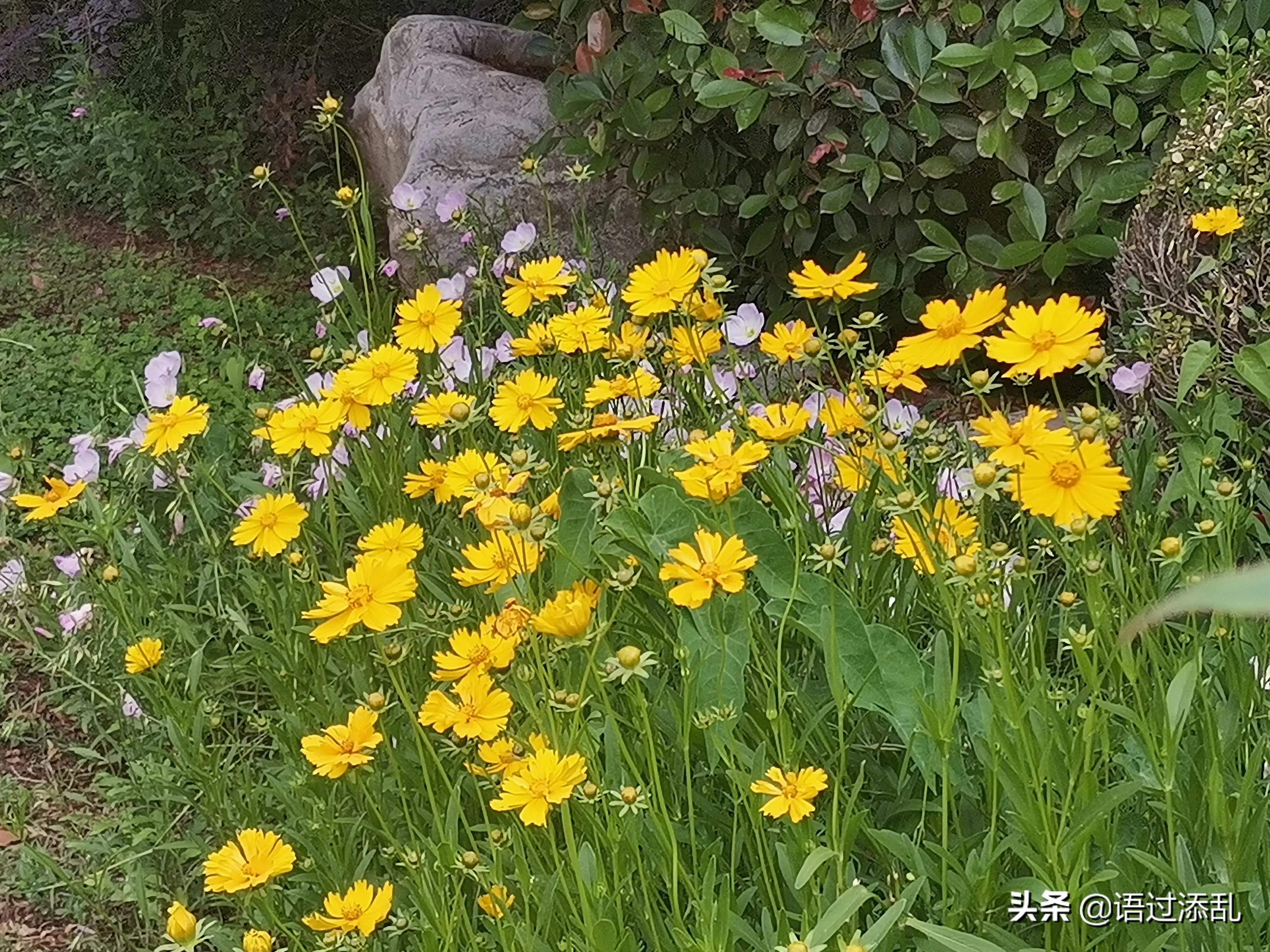 Hi Ziyan (in Weicheng) - iNEWS