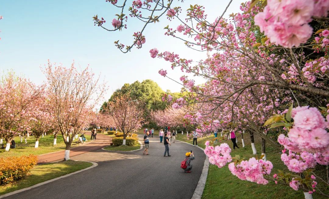 Come and check in! Qingbaijiang Phoenix Lake cherry blossoms bloom for ...