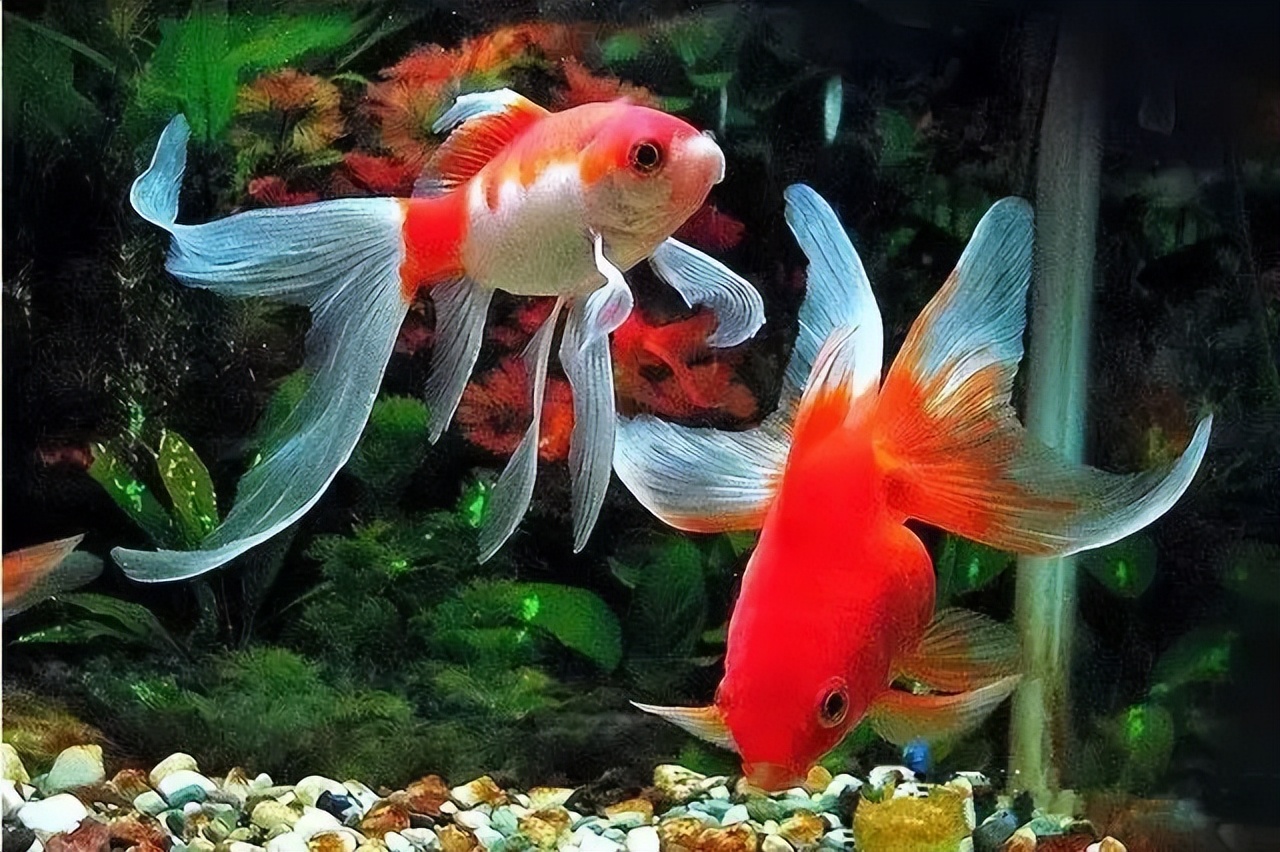 Little White Fish Farming Tips - iNEWS