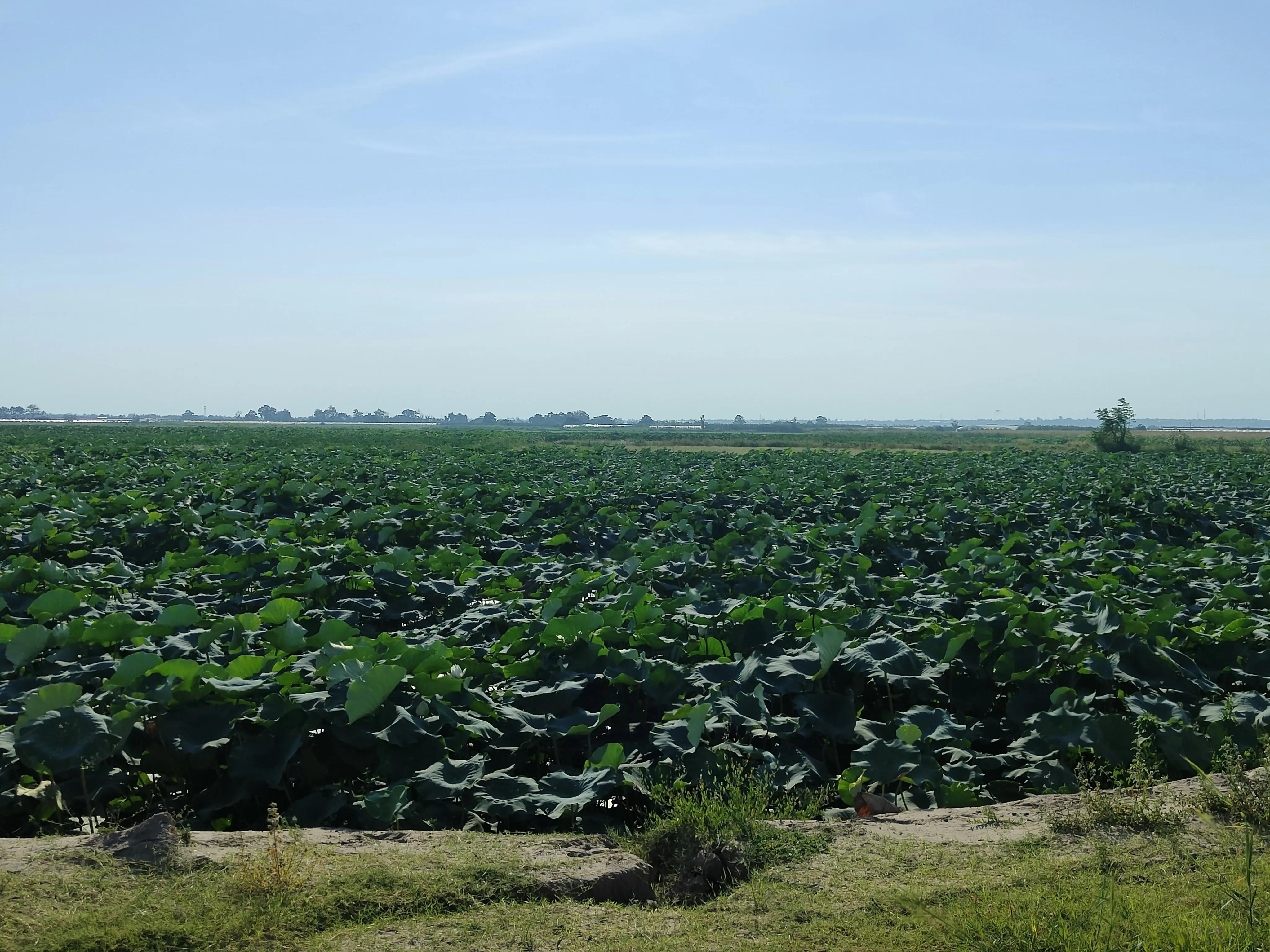 Feng Yiduo's Poems Collection "Culture on the Stars, Chinese Culture ...