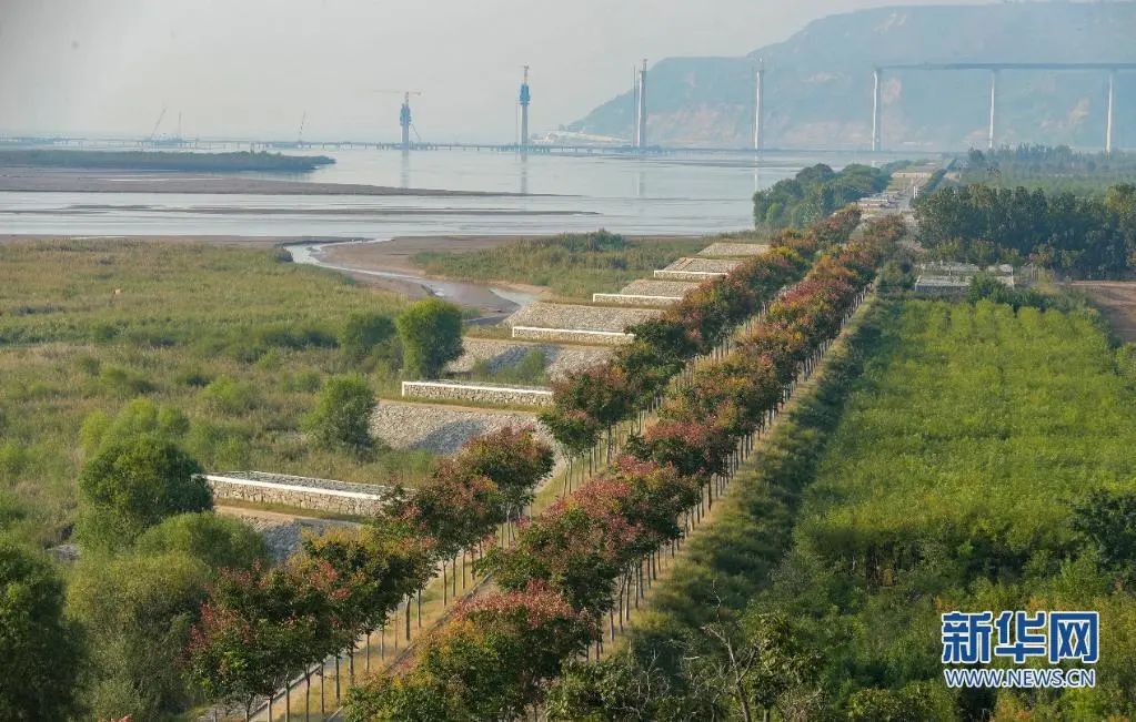 Qiachuan Yellow River Wetland Birds vividly paint a beautiful ...