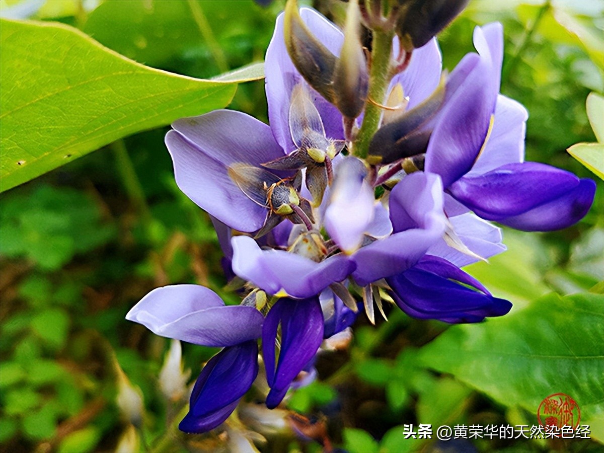 Chinese traditional color: pink purple - iMedia