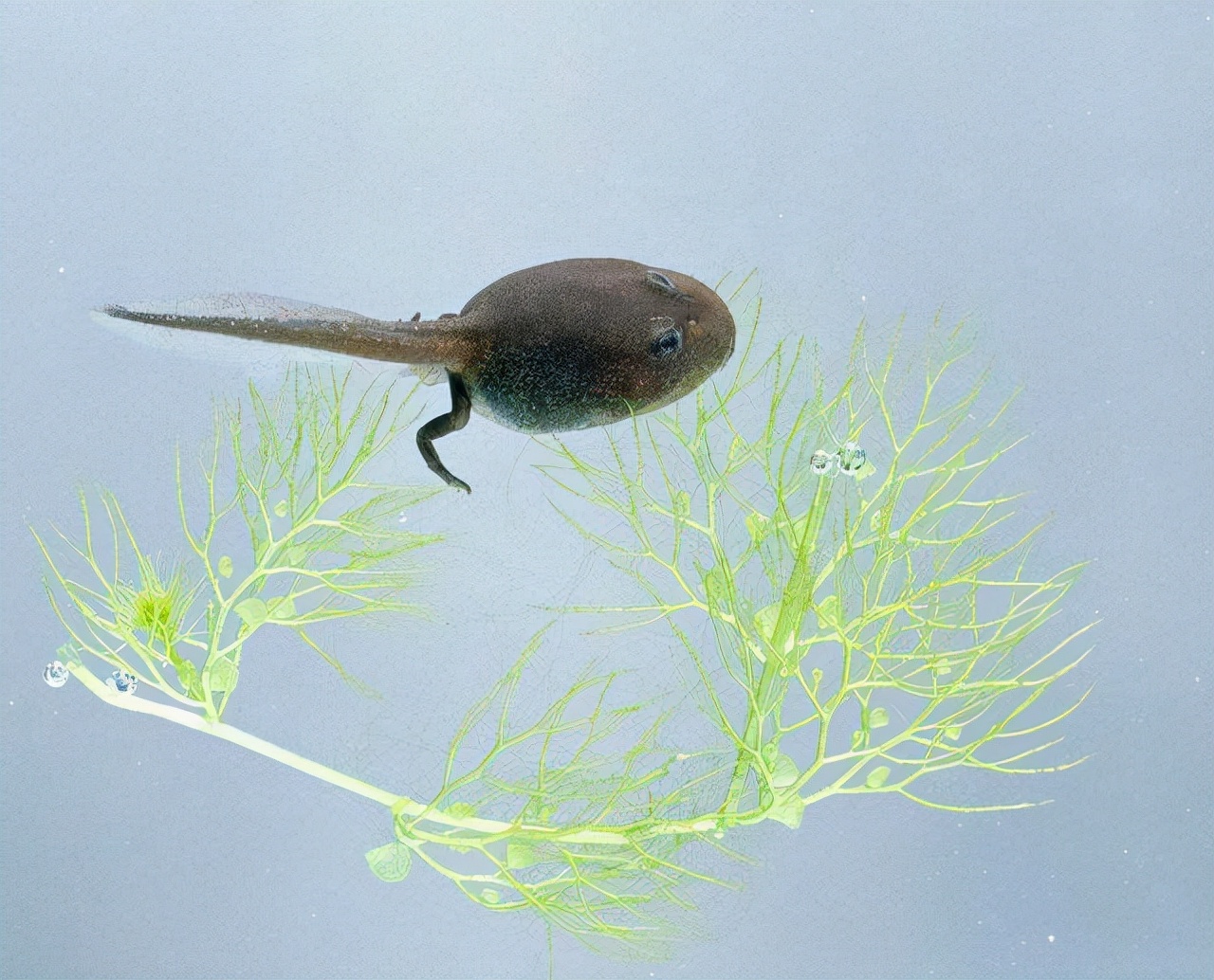 Ranked No. 1 ugly in the world, the whole body is limp like "walking ...