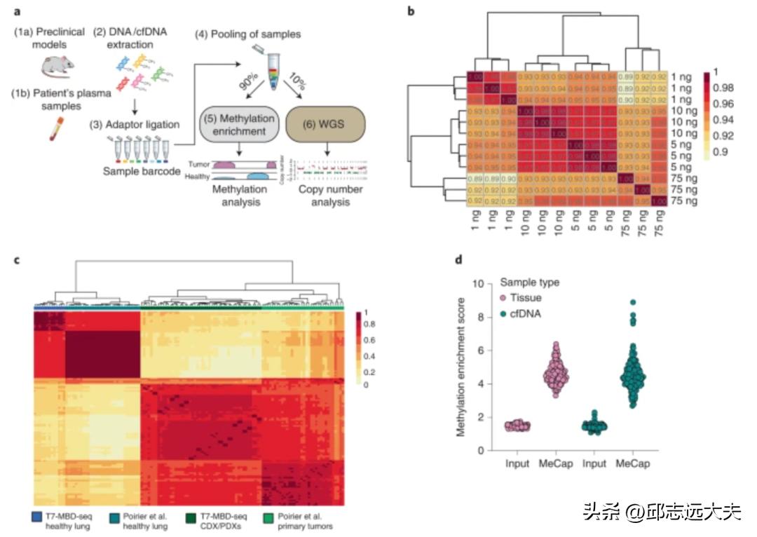 "Nature Cancer": A major breakthrough in cfDNA methylation in small ...