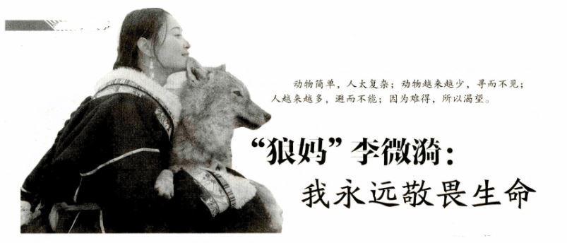 Li Weiyi: Raise a wolf and send it back to the wolf pack, but they meet ...