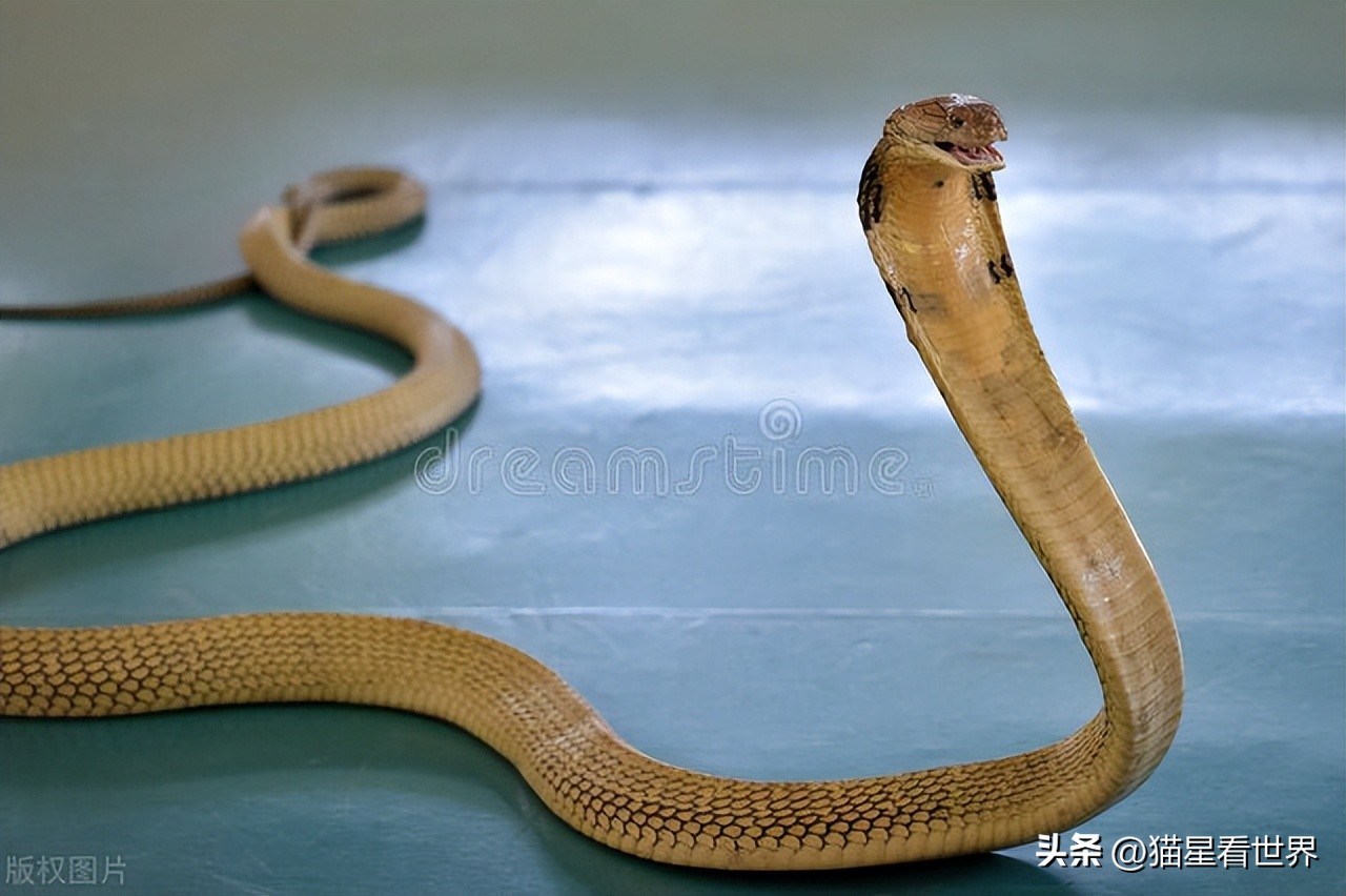 The ten most poisonous snakes in China, which one do you know? - iMedia