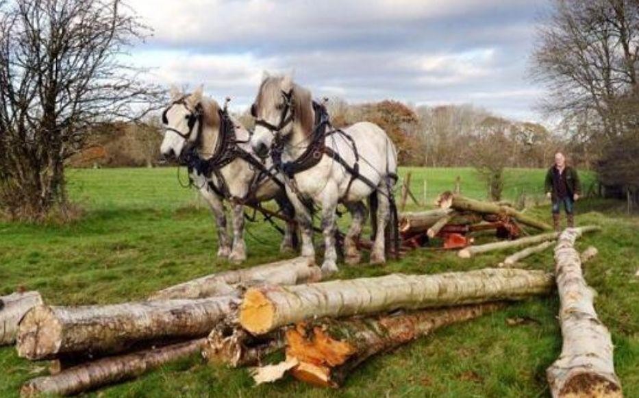 Why did the timber trade become a hub between medieval England and the ...