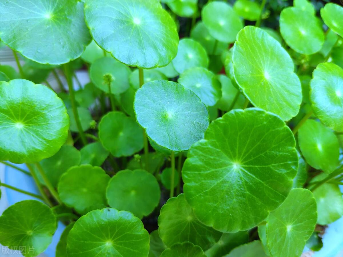 How to keep copper money grass leaves big and green - iNEWS