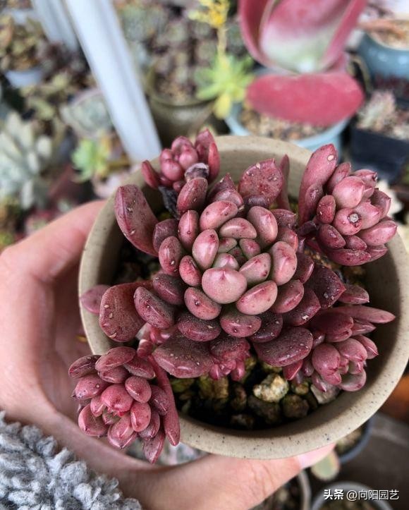 After the Mid-Autumn Festival, the succulents are raised in pure dew ...