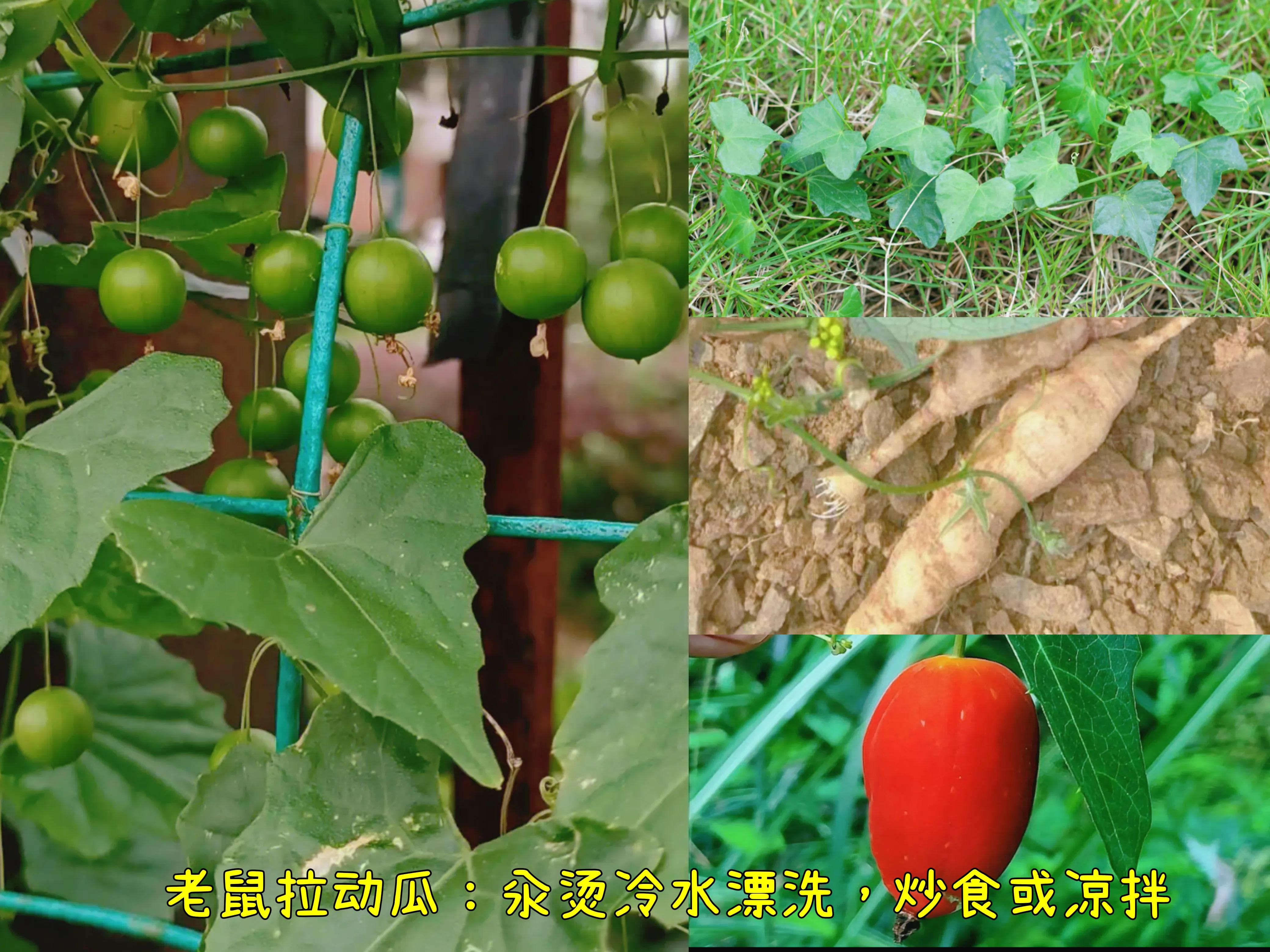 Edible Vegetables and Wild Vegetables (6) Cucurbitaceae - iNEWS