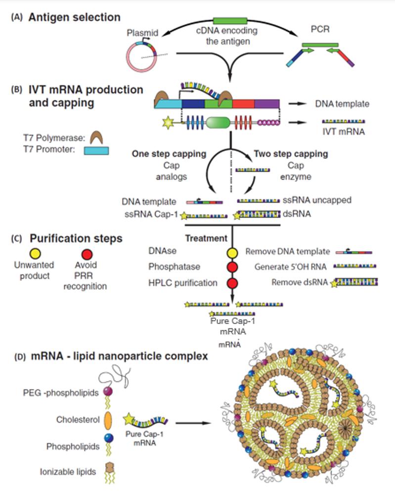 mRNA Quality Analysis Guidelines Interpretation and Analysis ...
