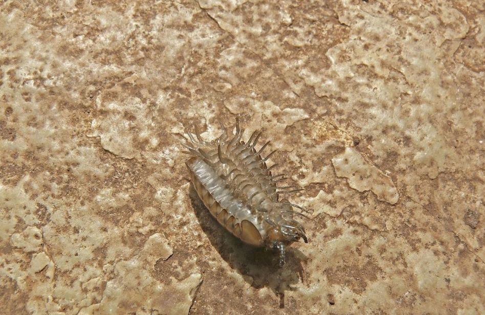 How to get rid of meat worms completely - iNEWS