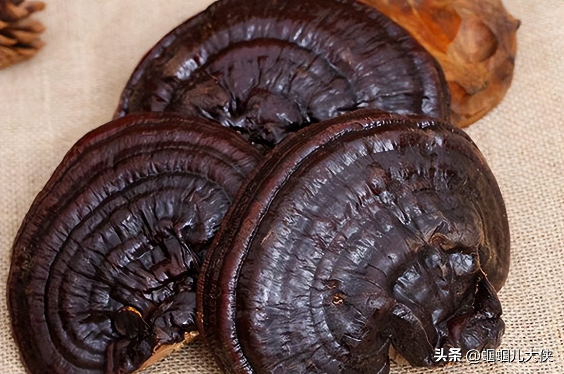 The classification map of Ganoderma lucidum that you must know, how ...