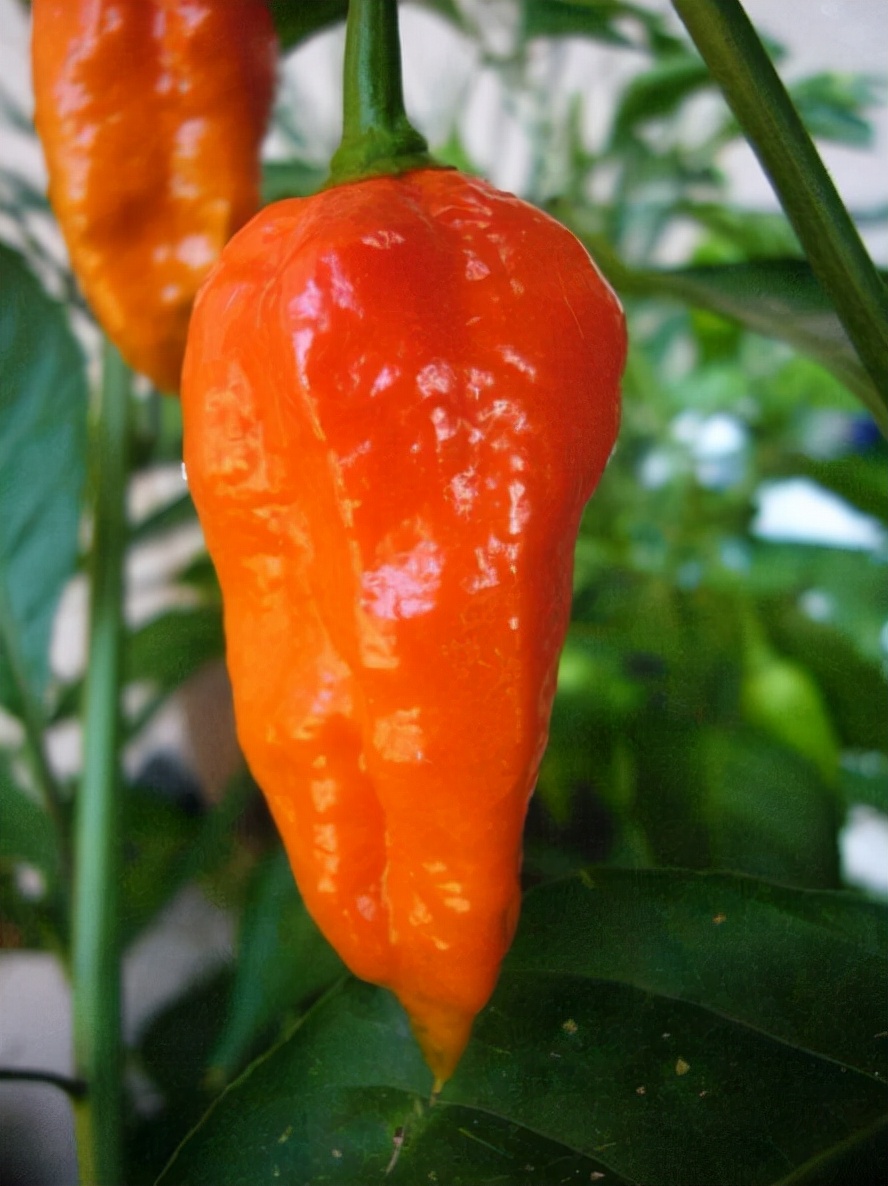 These 5 legendary "devil peppers", dare to eat one and count you as ...