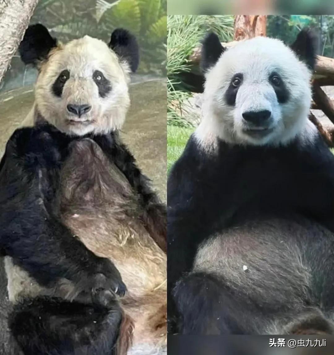 Shock! Yaya has become so beautiful after a few months back in China ...