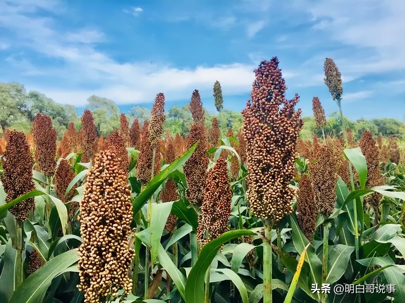 Look back at the history of yesterday and see the food and life in ...