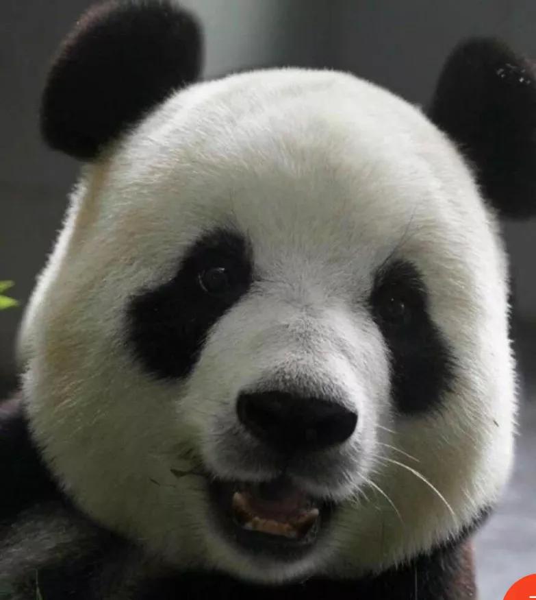 The giant panda "Feiyun", a female bear that Jinhu would avoid whenever ...