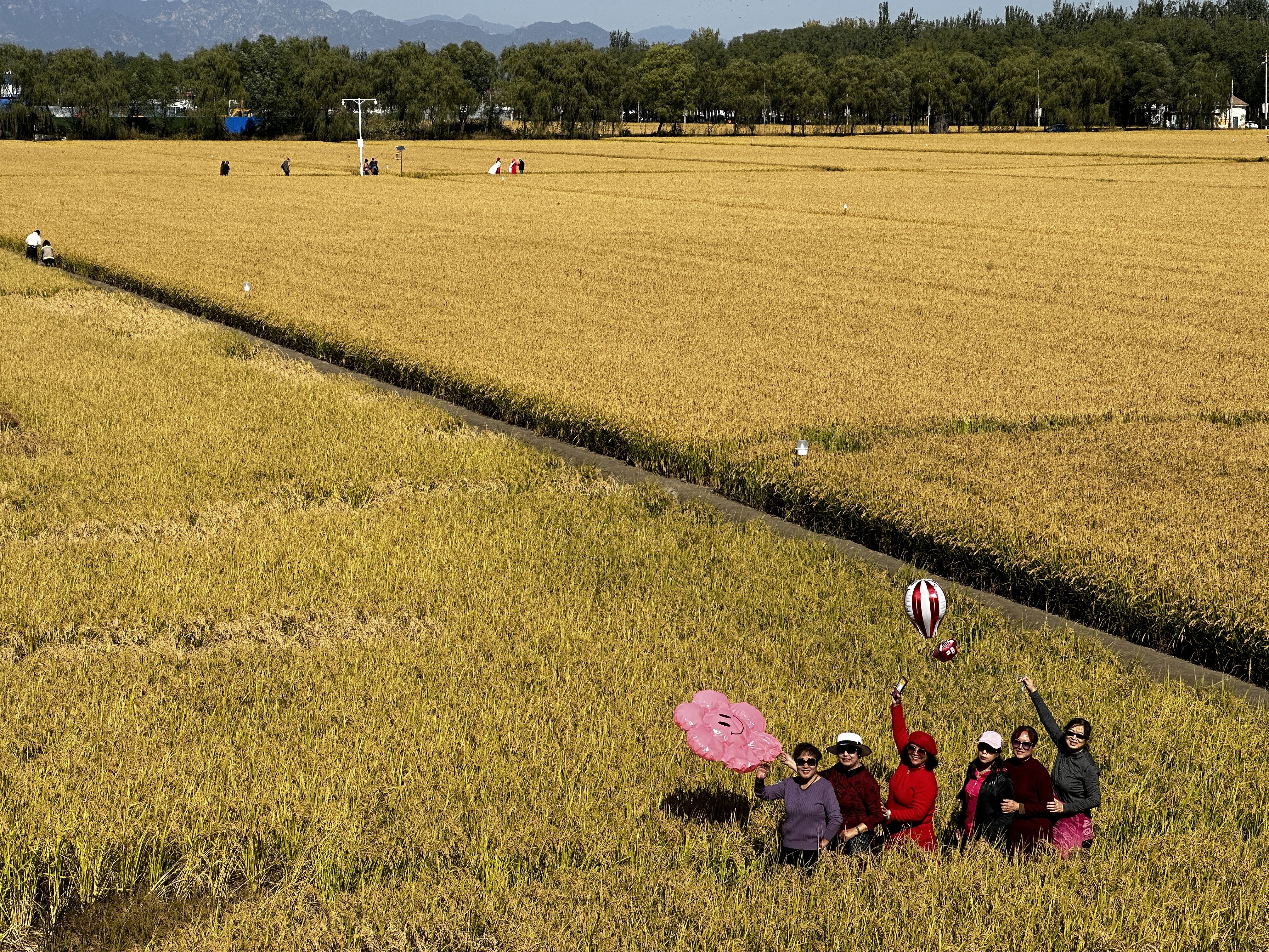 Jingxi Rice ushered in a high-yield and bumper harvest year and will ...