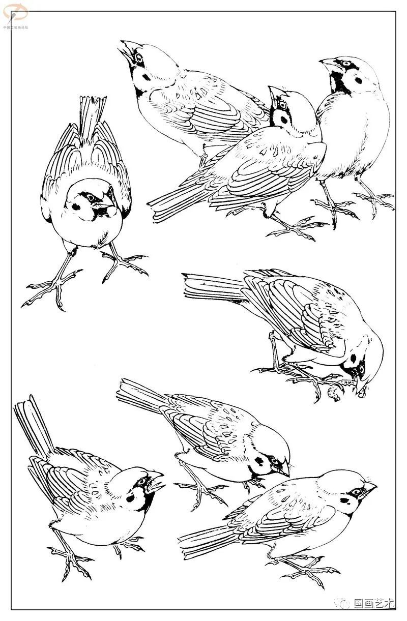 Reference for drawing birds - 100 pictures of sparrows - iNEWS