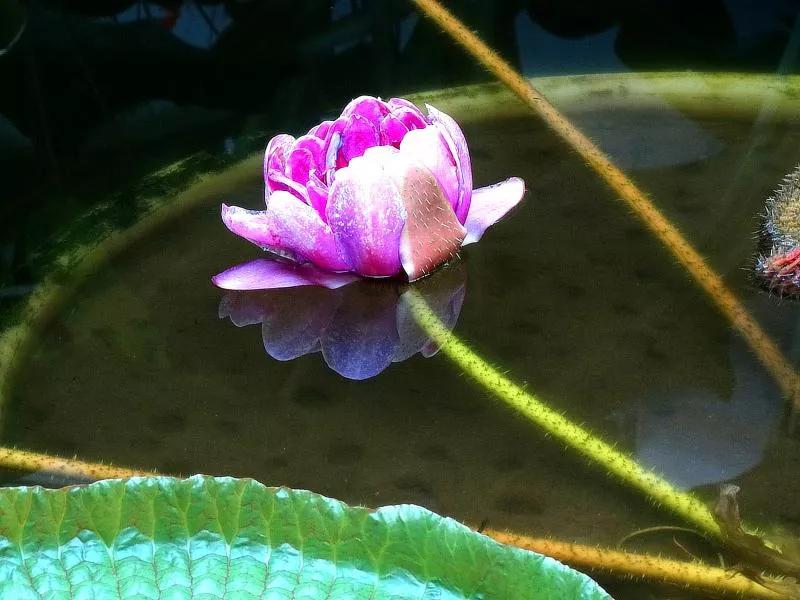 National Botanical Garden summer king lotus - iNEWS