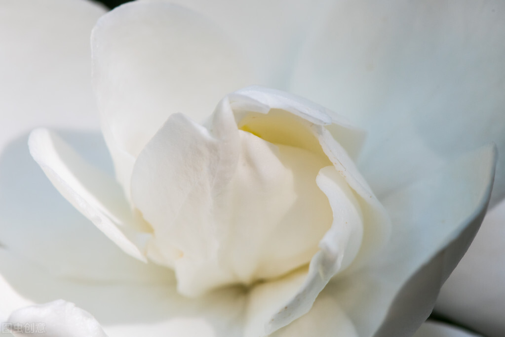 Seven gardenia poems, homophonic to hold the child, the flowers bloom ...