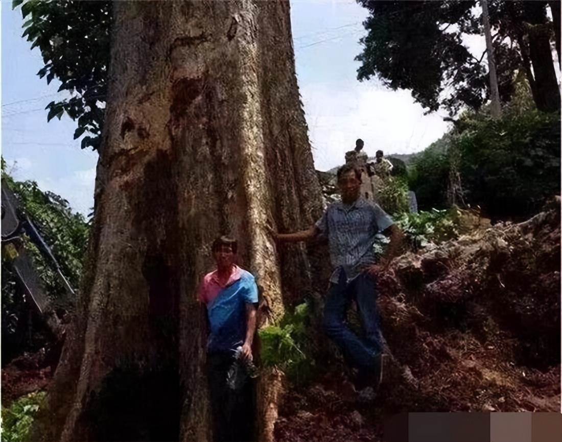 The three largest golden Nan trees in China: the value is amazing, and ...